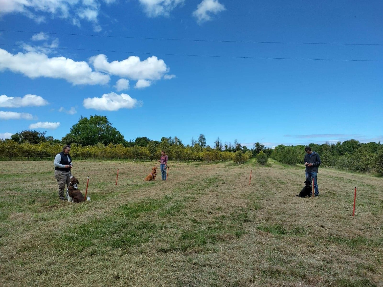 Positive Force-Free Training & Walking Services In Taunton