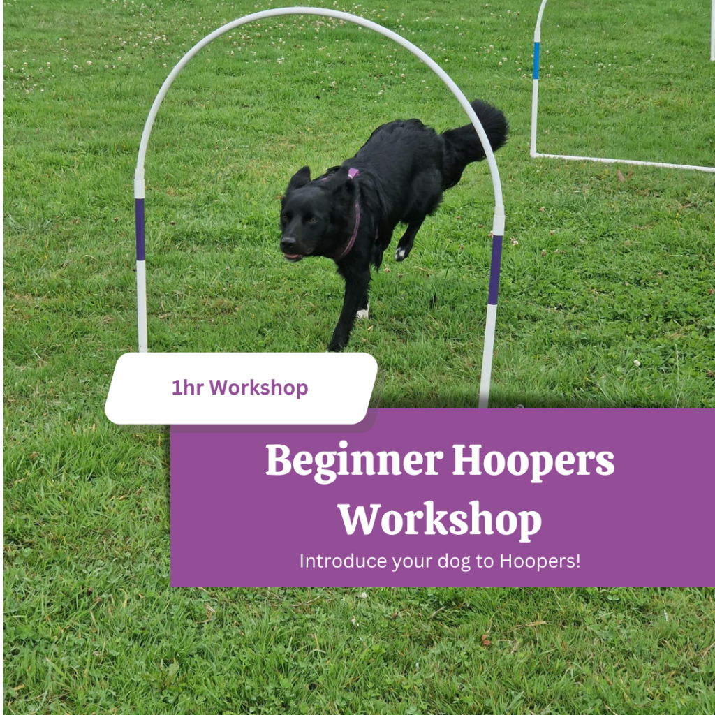 Beginner Hoopers workshop - Mischief Managed Pet Training & Canicross