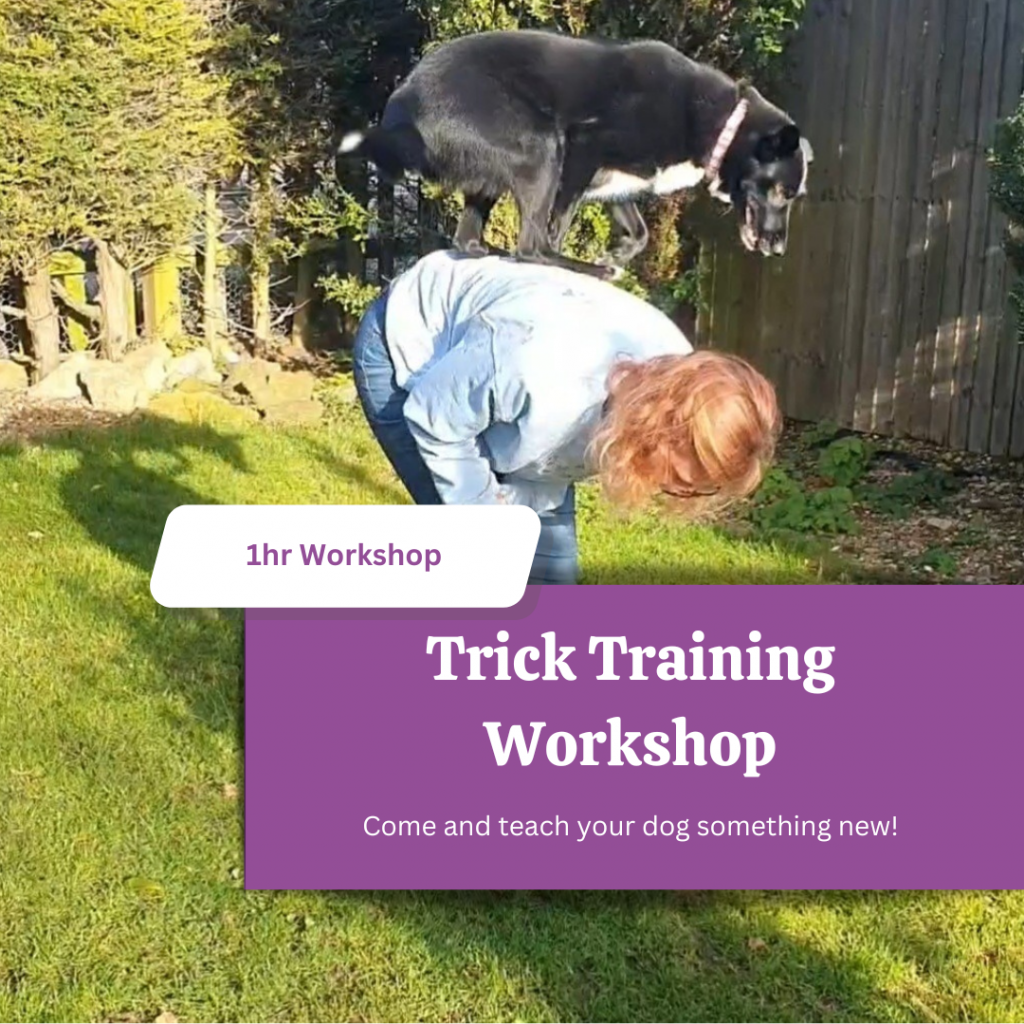 Trick Training workshop - Mischief Managed Pet Training & Canicross