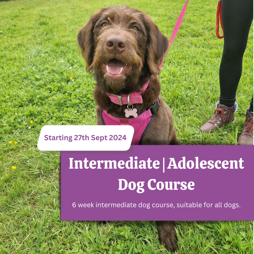 Intermediate | Adolescent Dog Course - Mischief Managed Pet Training ...